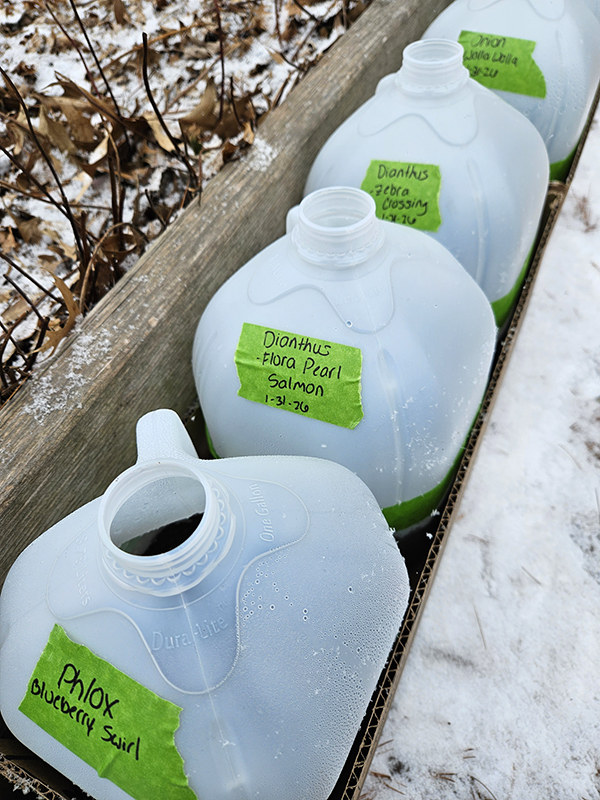 6 Steps For Winter Sowing - Starting Garden Seeds Outside