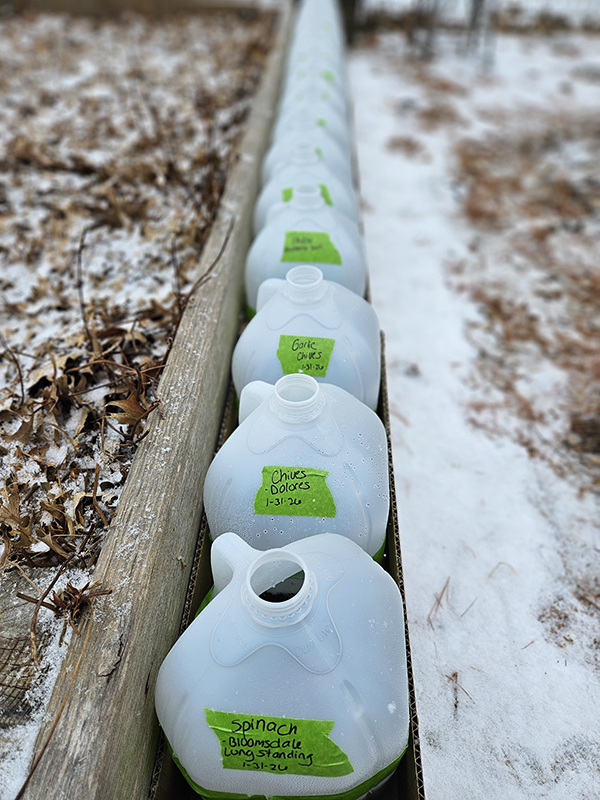 6 Steps For Winter Sowing - Starting Garden Seeds Outside
