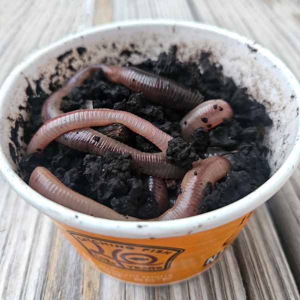Nightcrawlers And Redworms - Beneficial Worms For Gardeners!