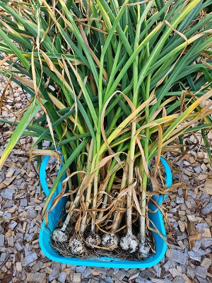 How To Harvest And Cure Garlic For Long-Term Storage