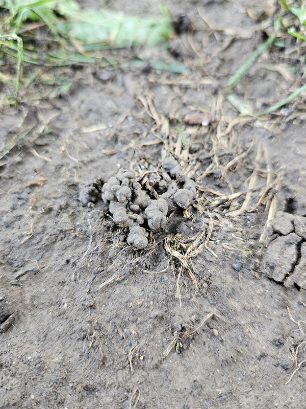 Nightcrawlers And Redworms - Beneficial Worms For Gardeners!