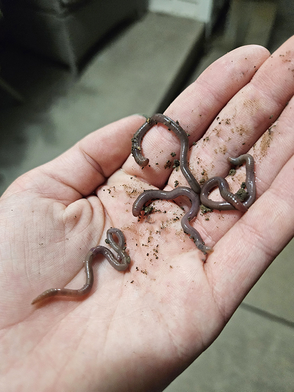 Nightcrawlers And Redworms - Beneficial Worms For Gardeners!