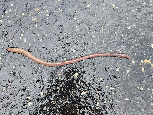 Nightcrawlers And Redworms - Beneficial Worms For Gardeners!