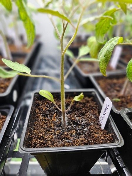 Nightcrawlers And Redworms - Beneficial Worms For Gardeners!